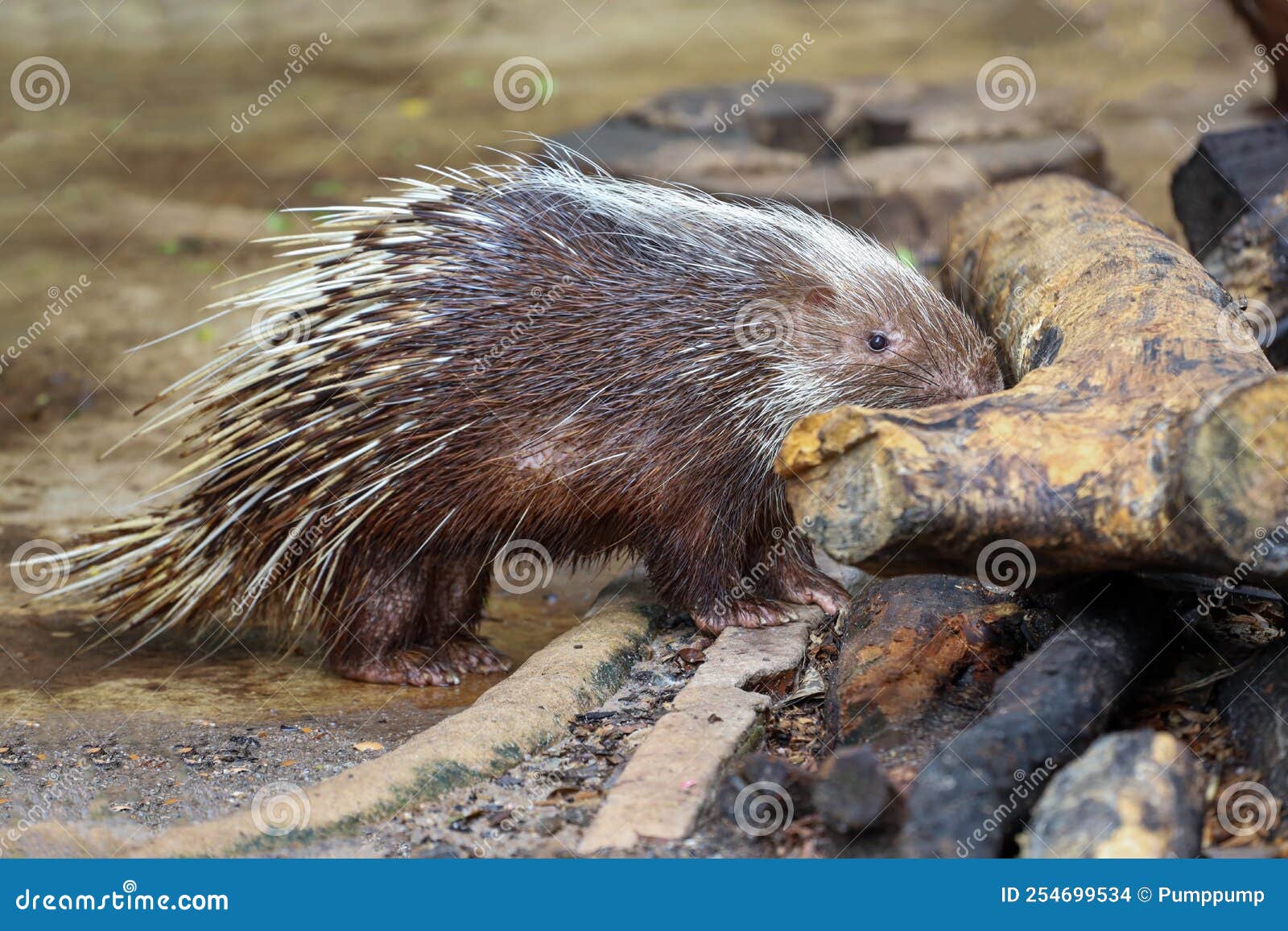 Close Up the Malayan Porcupine Animal Stock Photo - Image of wildlife ...