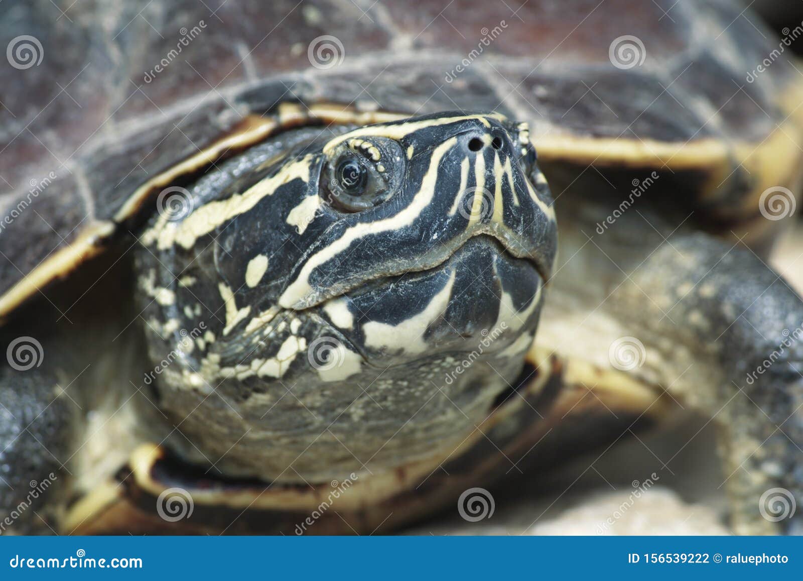 Close-up of a Malayan Snail Face Stock Photo - Image of closeup, nature ...