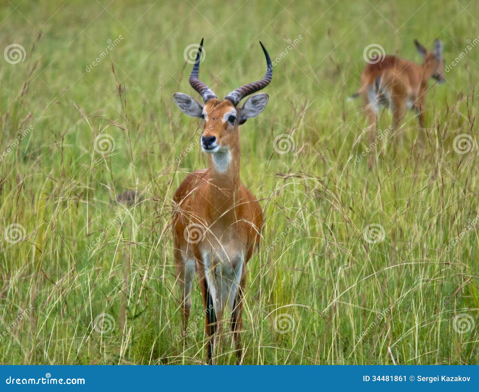 Close-up of a Male Antelope Stock Image - Image of culture, mammal ...