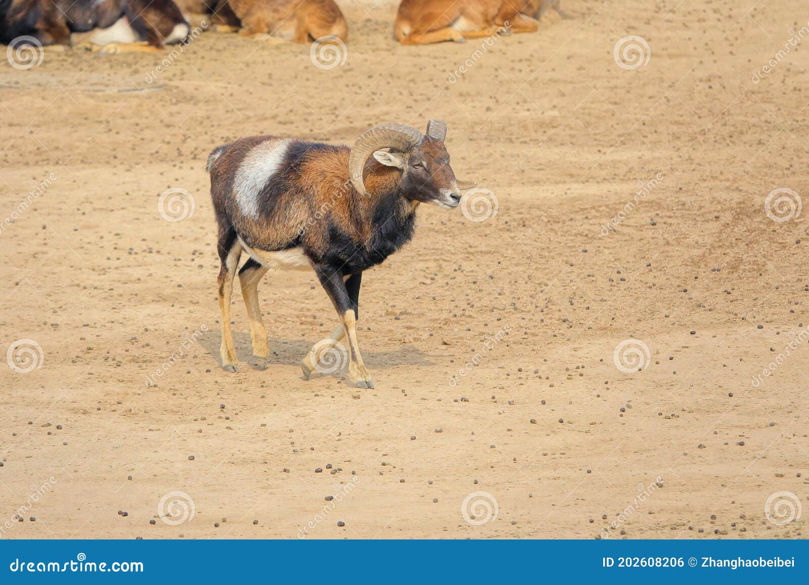 Argali sheep stock photo. Image of animal, nature, ammon - 202608206