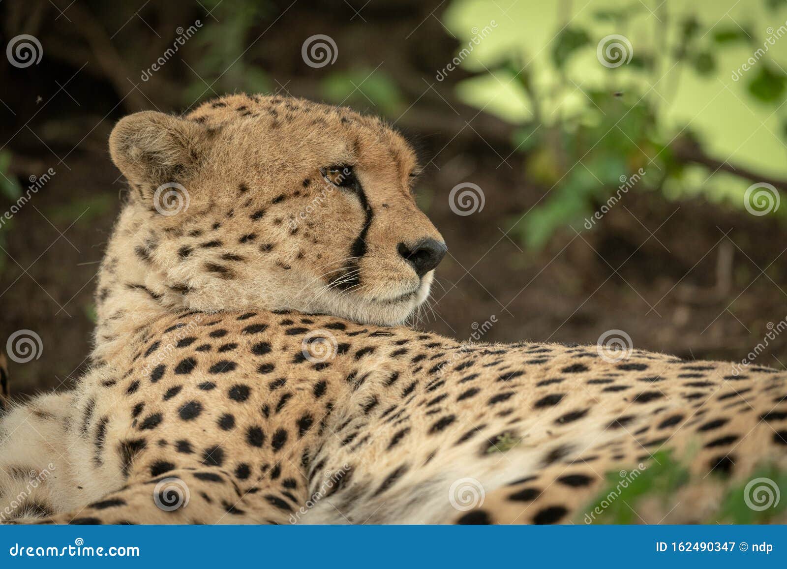 Close-up of Male Cheetah Lying Looking Back Stock Image - Image of ...
