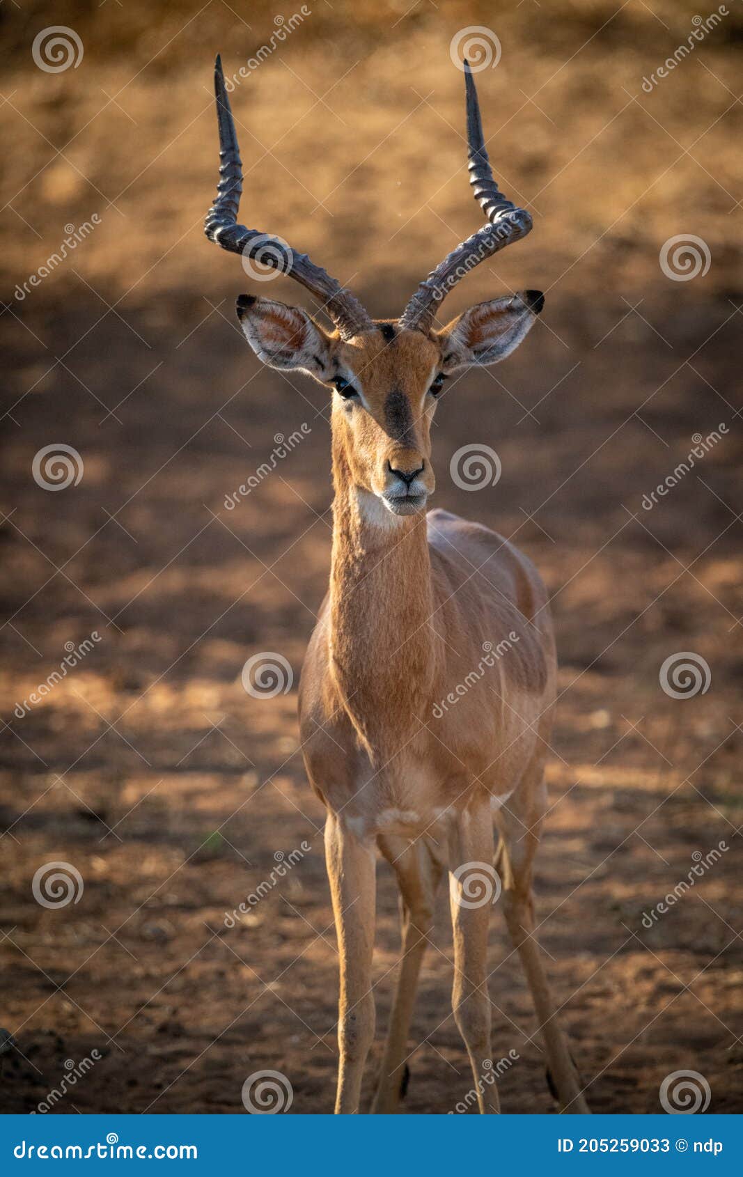 Close-up of Male Common Impala Facing Camera Stock Image - Image of ...