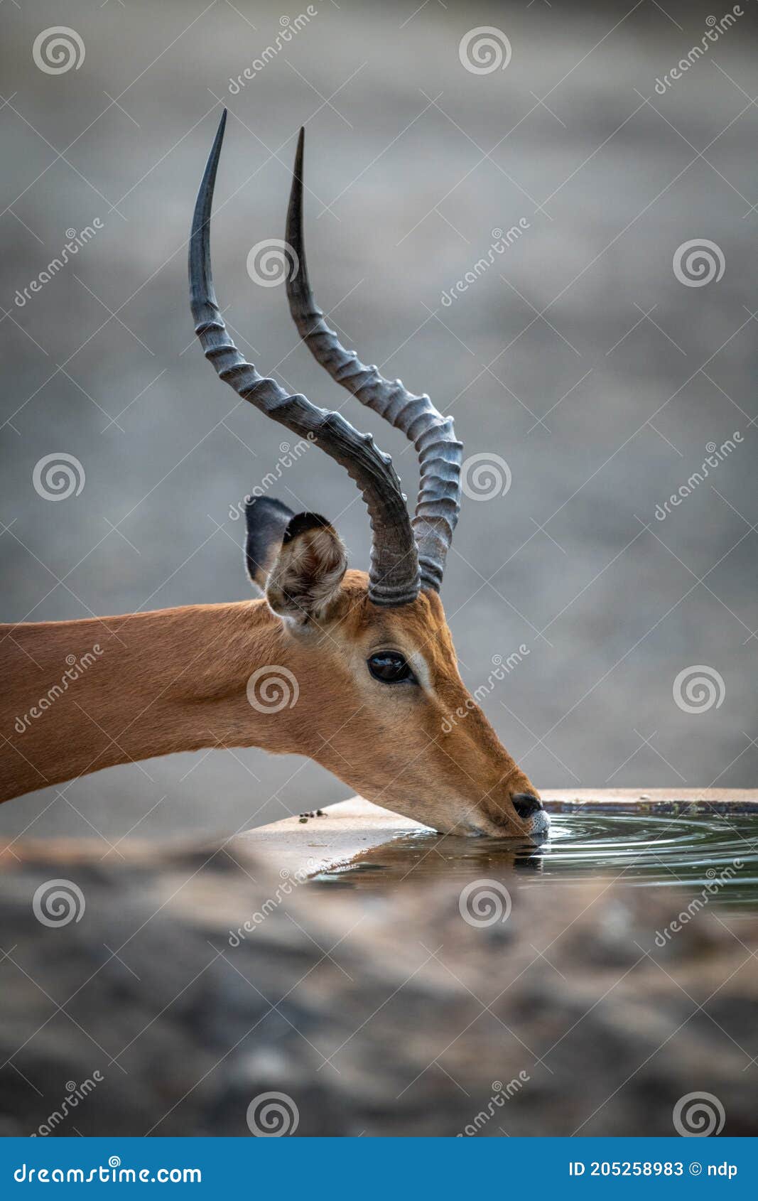 Common Impala In Kruger National Park, South Africa Stock Photo ...