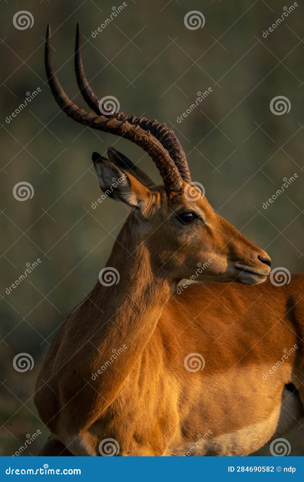 Close-up of Male Common Impala Turning Head Stock Photo - Image of ...