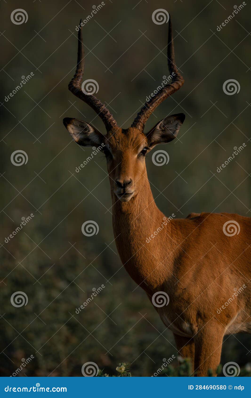 Close-up of Male Common Impala Watching Camera Stock Photo - Image of ...