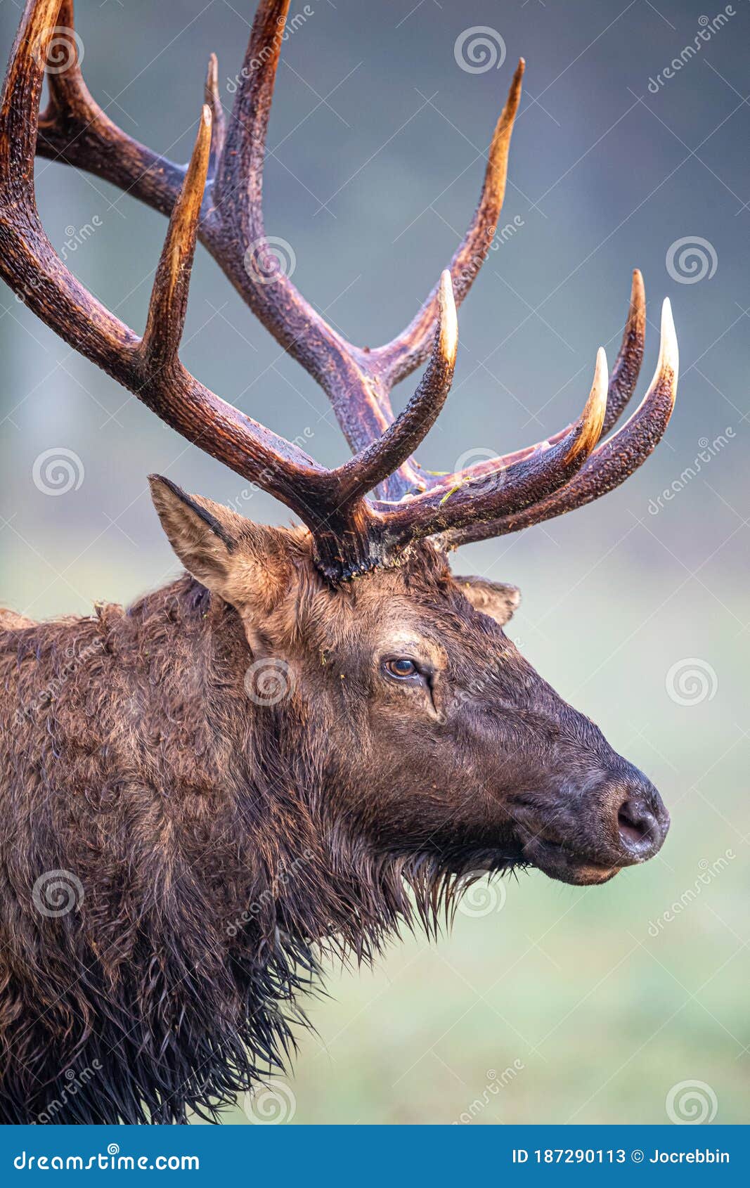 Close Up of Male Elk Portrait Looking Right Stock Image - Image of ...