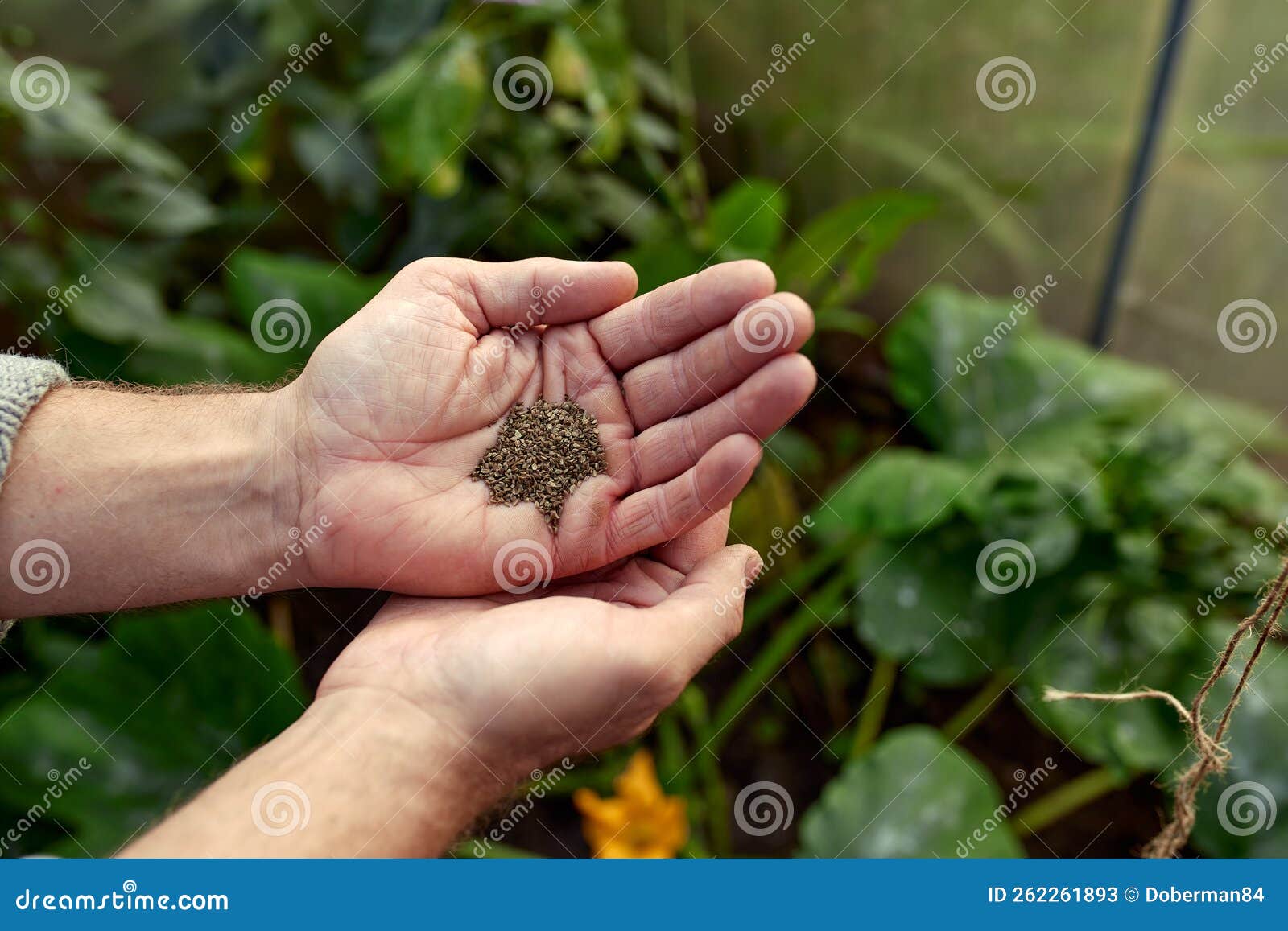 Close Up of Male Farmer with Soybean Seed in His Hands Stock Image ...