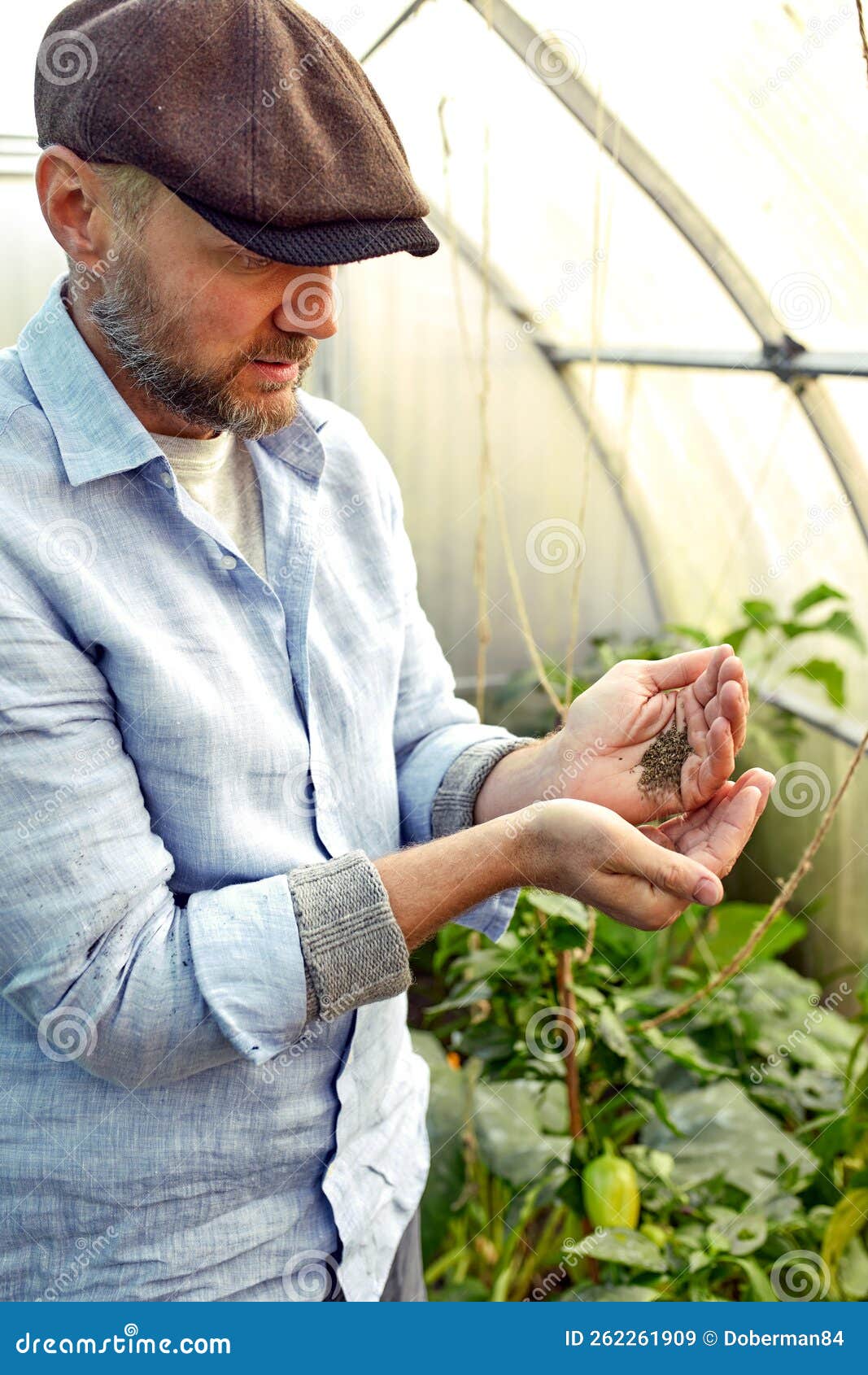 Close Up of Male Farmer with Soybean Seed in His Hands Stock Image ...