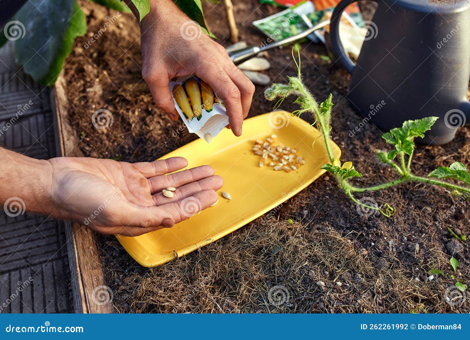 Close Up of Male Farmer with Soybean Seed in His Hands Stock Photo ...