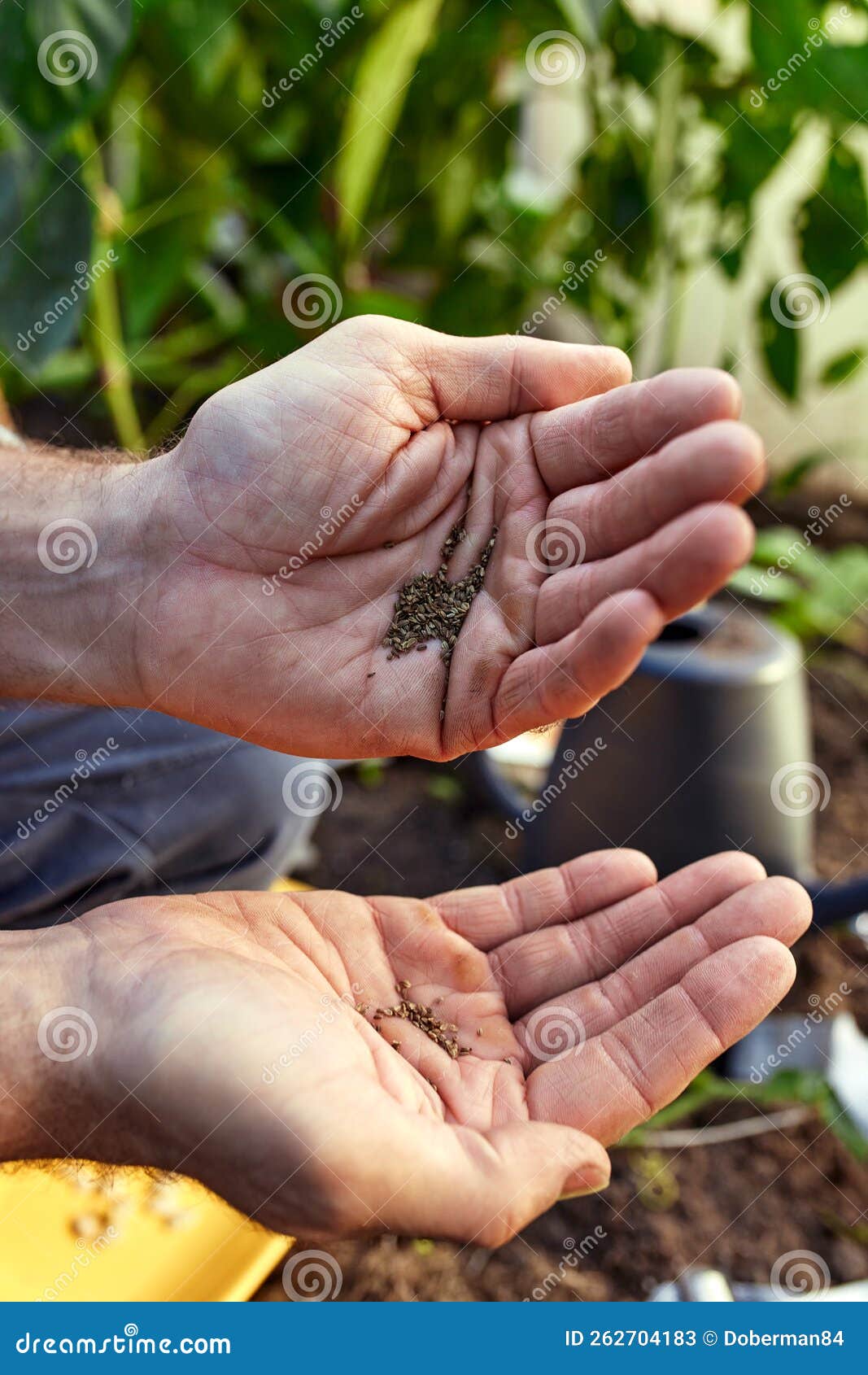 Close Up of Male Farmer with Soybean Seed in His Hands Stock Image ...