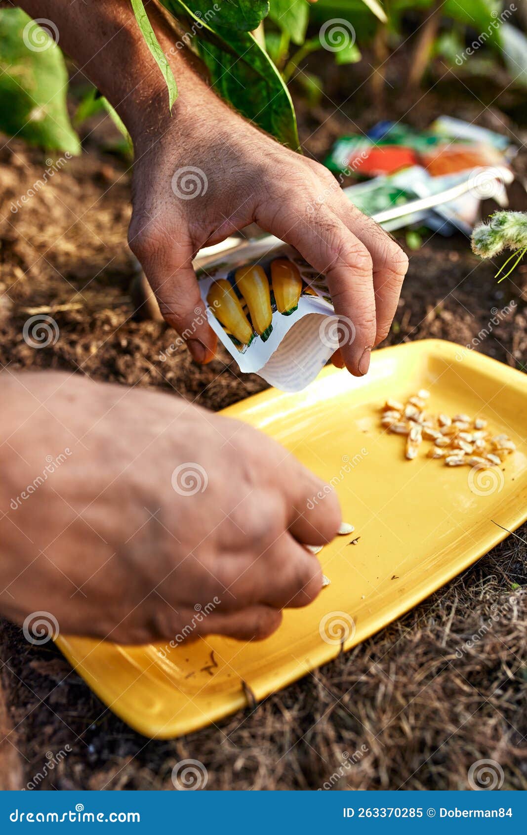 Close Up of Male Farmer with Soybean Seed in His Hands Stock Image ...