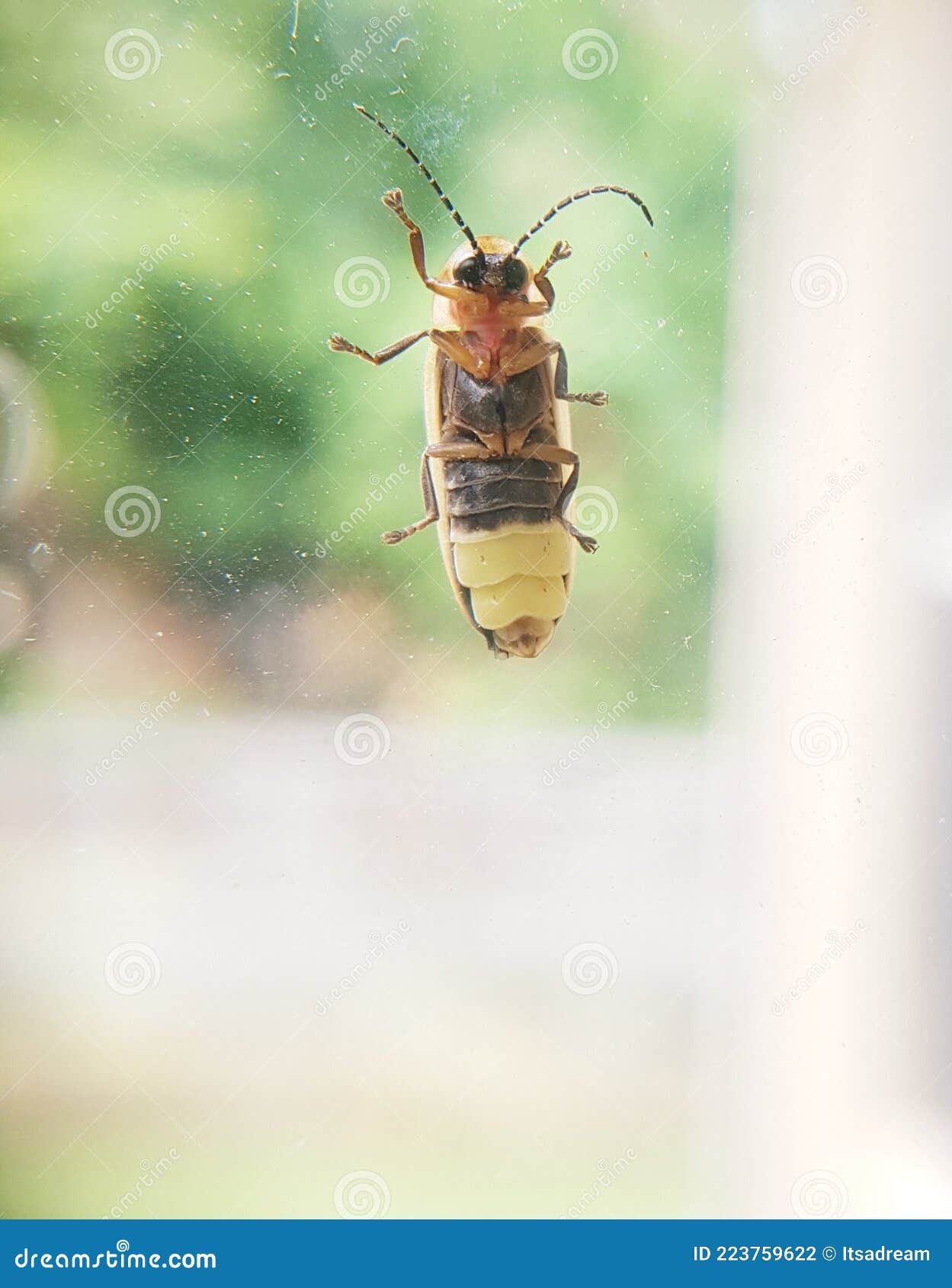 Close up of a male firefly stock photo. Image of glass - 223759622