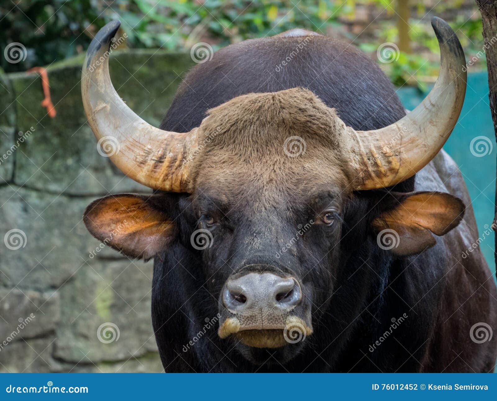 Close up of Male Gaur stock photo. Image of horns, cattle - 76012452