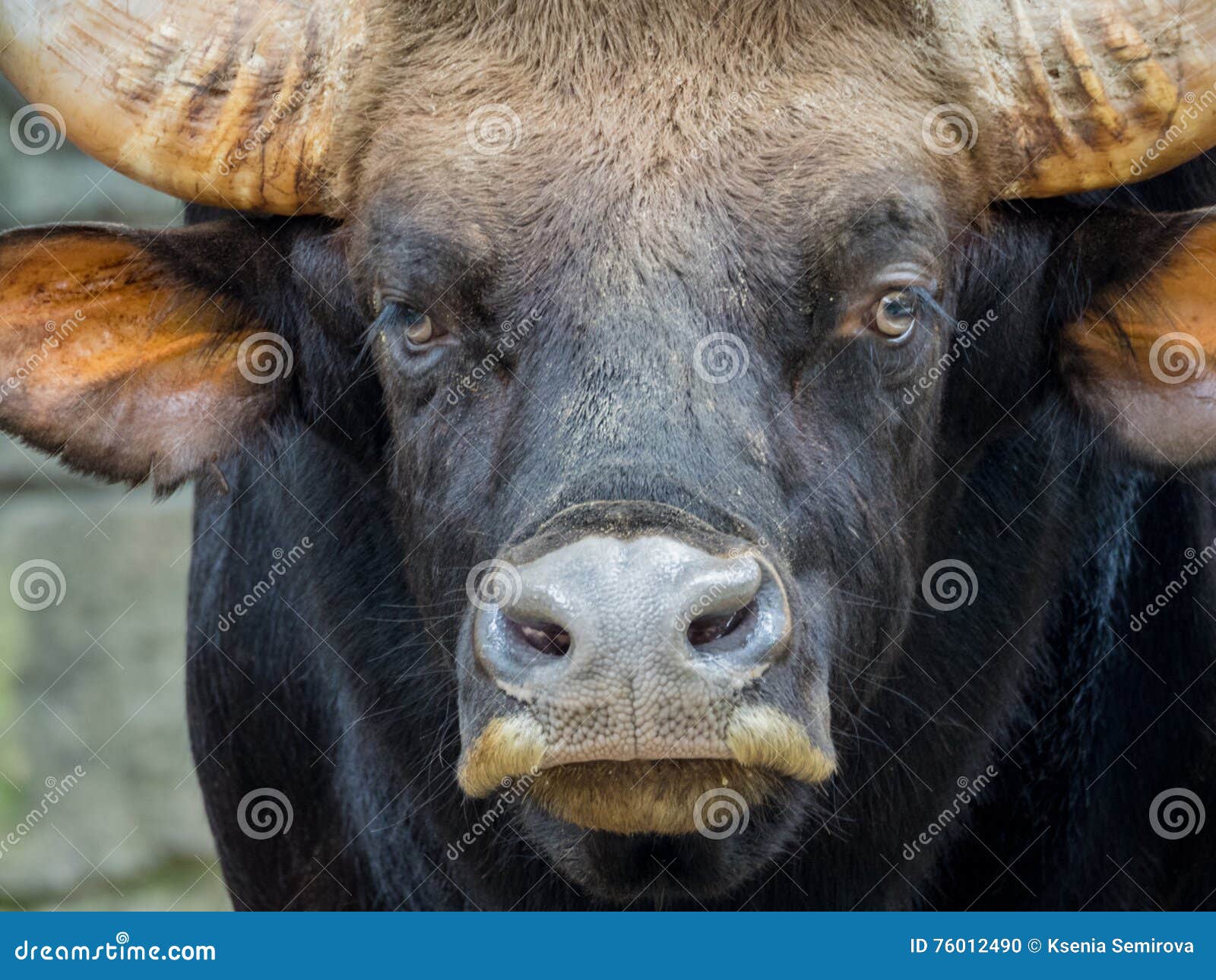 Close up of Male Gaur stock photo. Image of asian, grass - 76012490