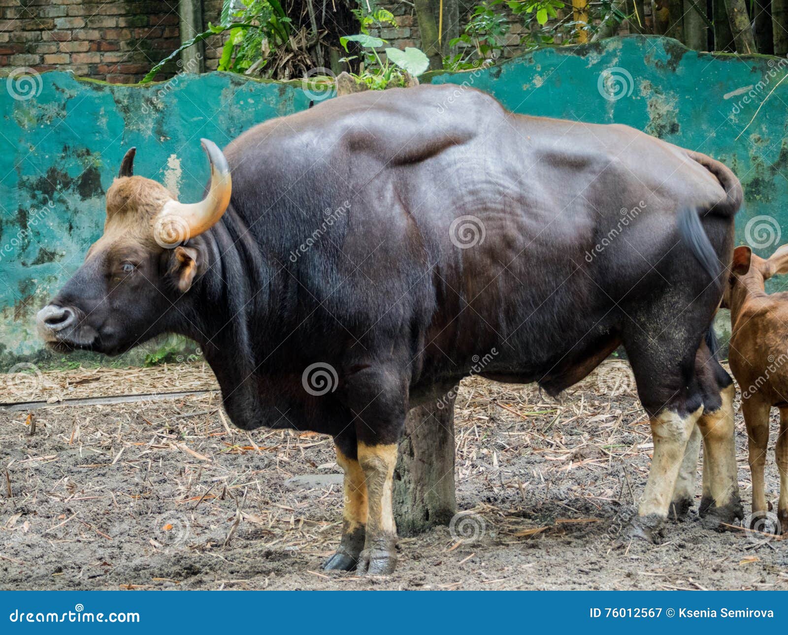 Close up of Male Gaur stock image. Image of national - 76012567