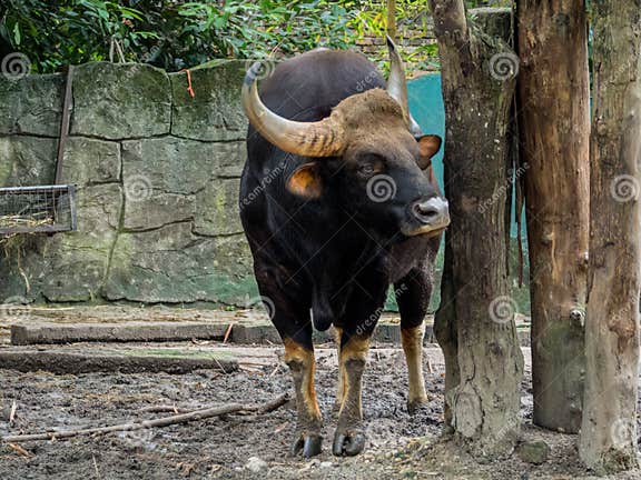 Close up of Male Gaur stock photo. Image of gaur, mature - 76012696