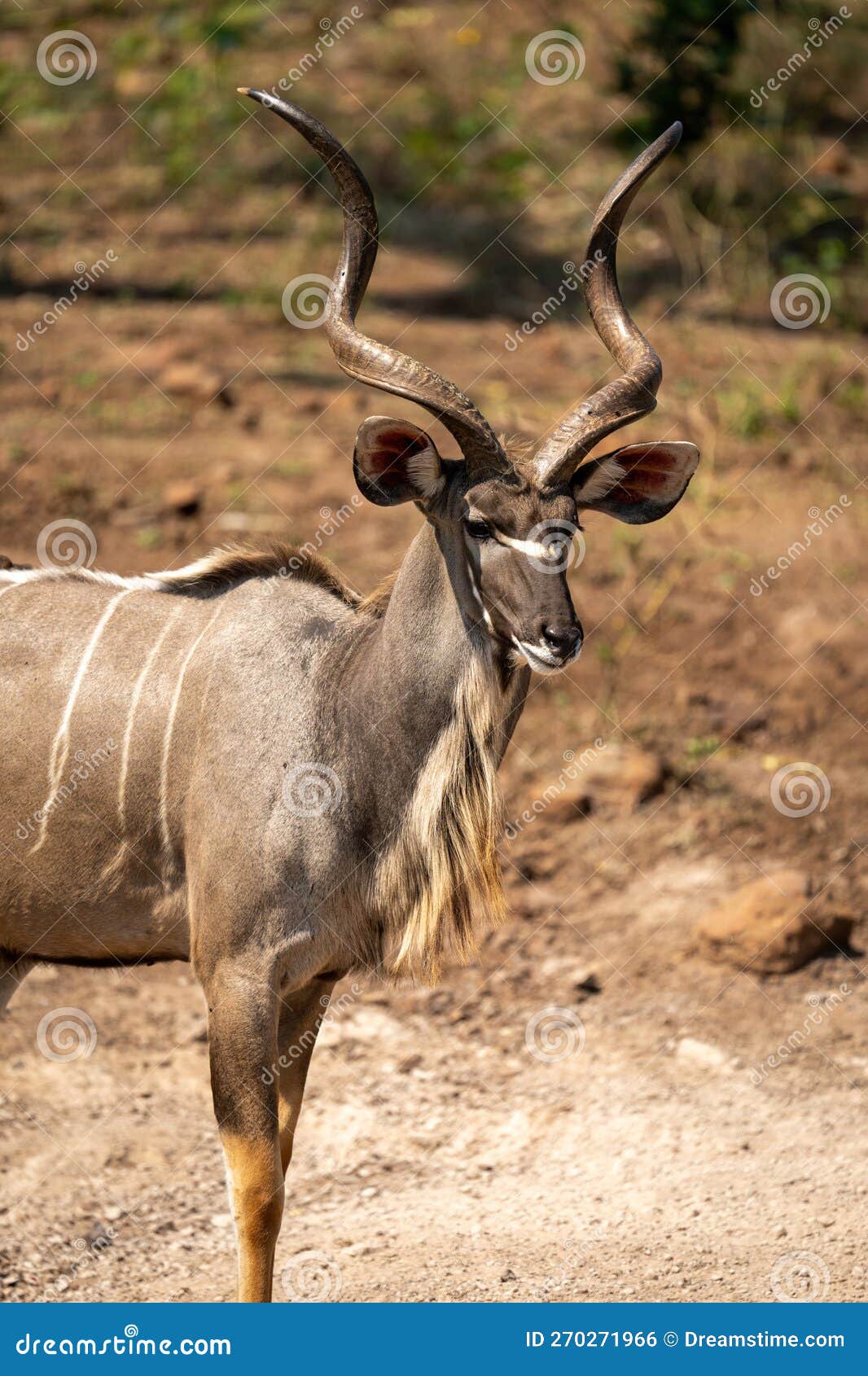 Close-up of Male Greater Kudu Standing Staring Stock Photo - Image of ...