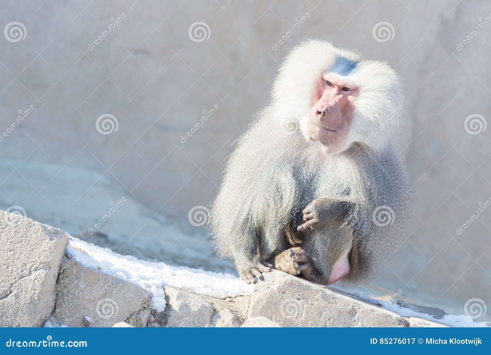Close Up of Male Hamadryas Baboon Stock Image - Image of snow, animal ...
