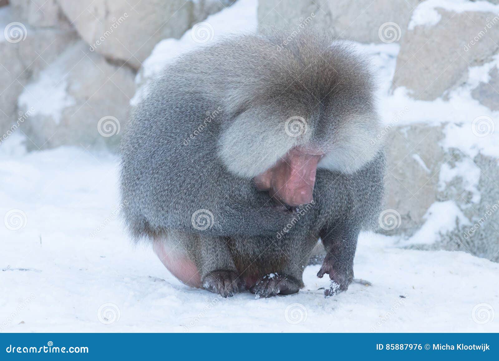 Close Up of Male Hamadryas Baboon Stock Photo - Image of portrait, snow ...