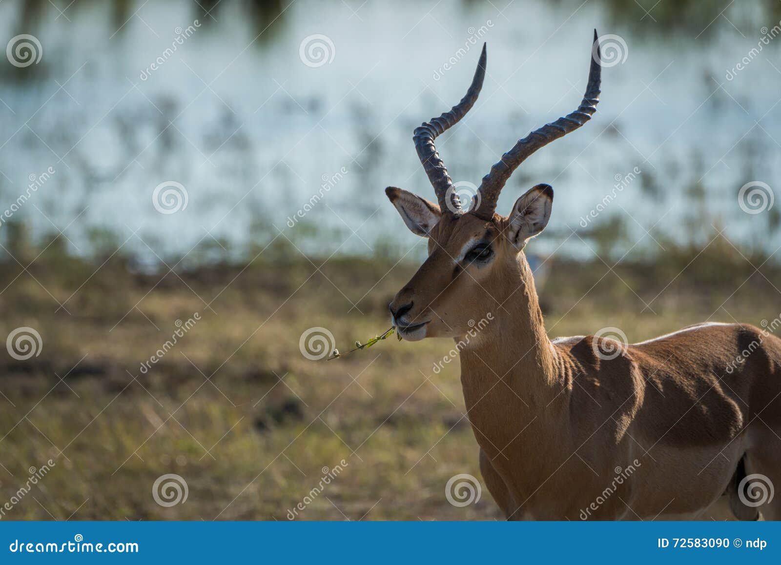 Impala Ewe Facing Camera, Prominent Flash Marking On Head. Stock Photo ...