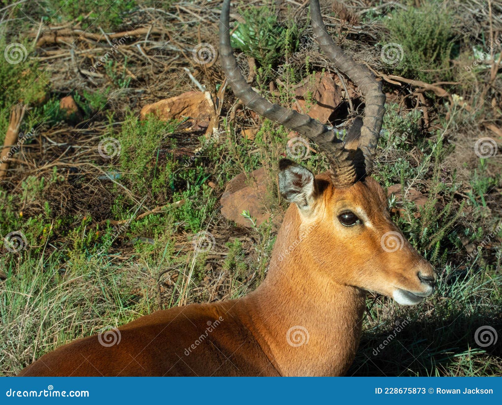 Close Up of Male Impala Looking at Camera Stock Image - Image of ...