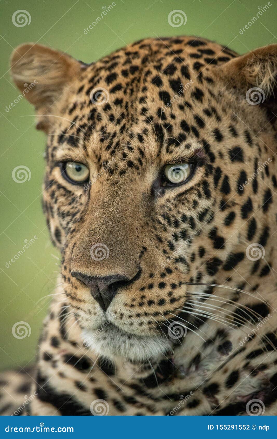 Close-up of Male Leopard Face Turned Left Stock Photo - Image of ...