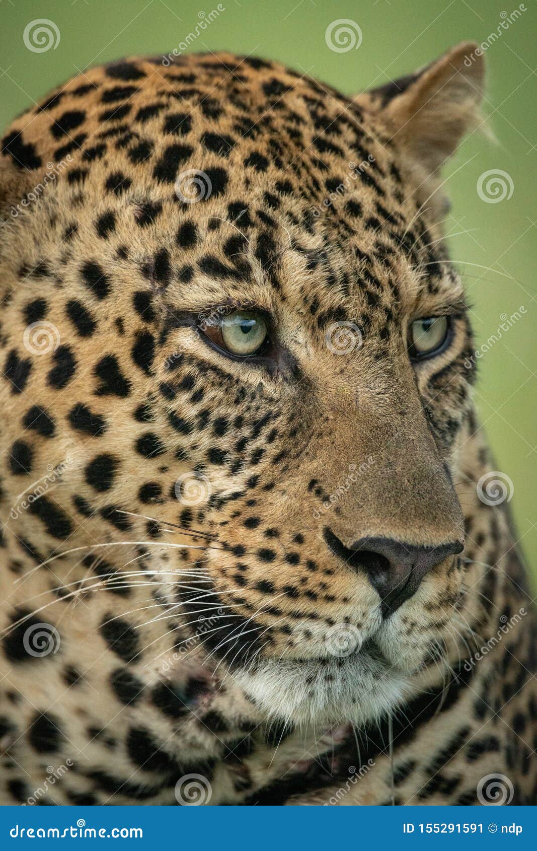 Close-up of Male Leopard Face Turned Right Stock Image - Image of ...