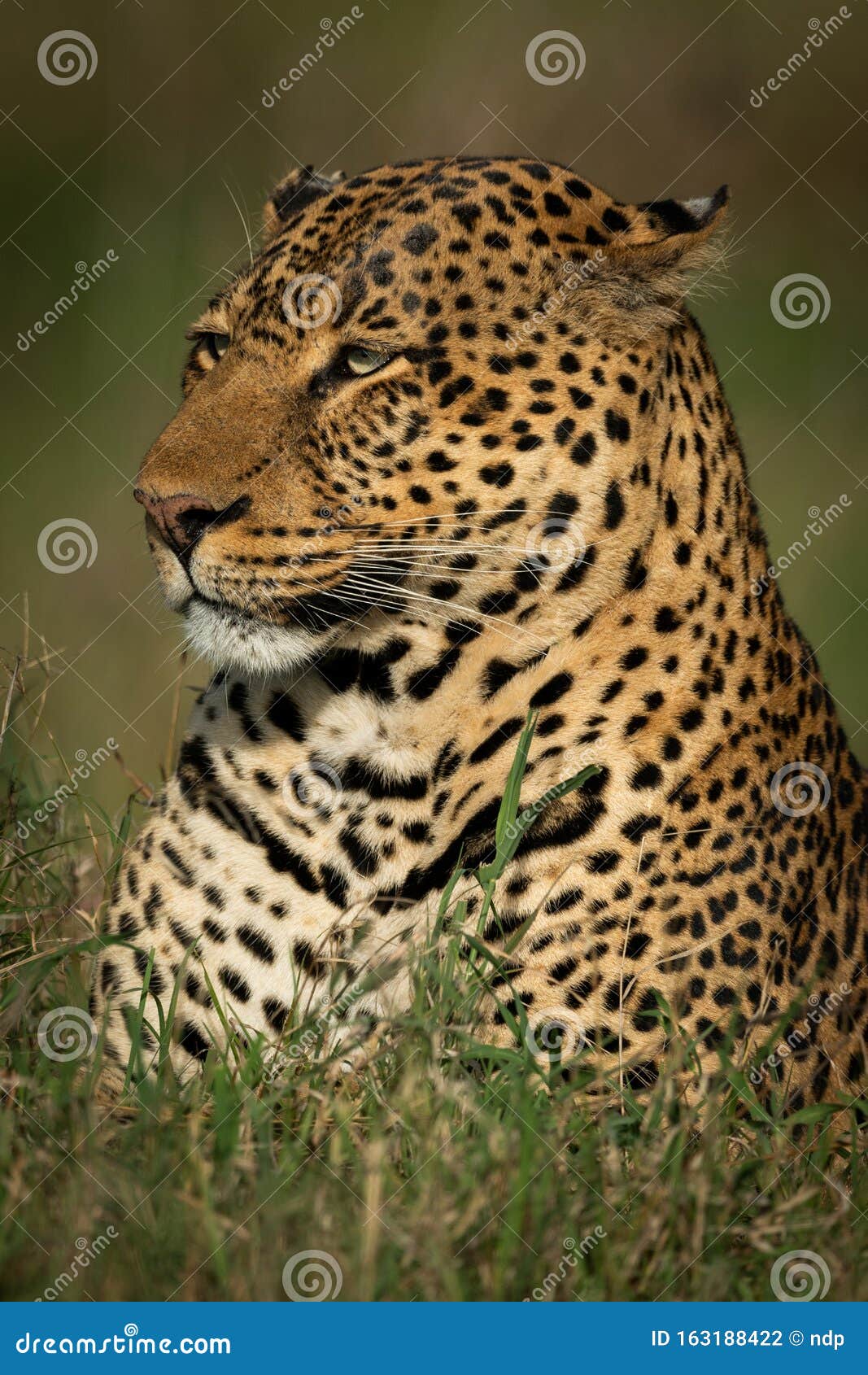 Close-up of Male Leopard Head Facing Left Stock Photo - Image of ...