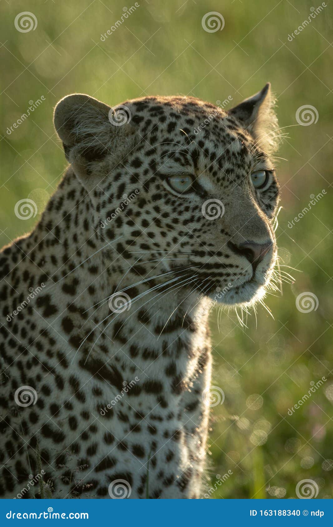 Close-up of Male Leopard Head and Shoulders Stock Photo - Image of five ...