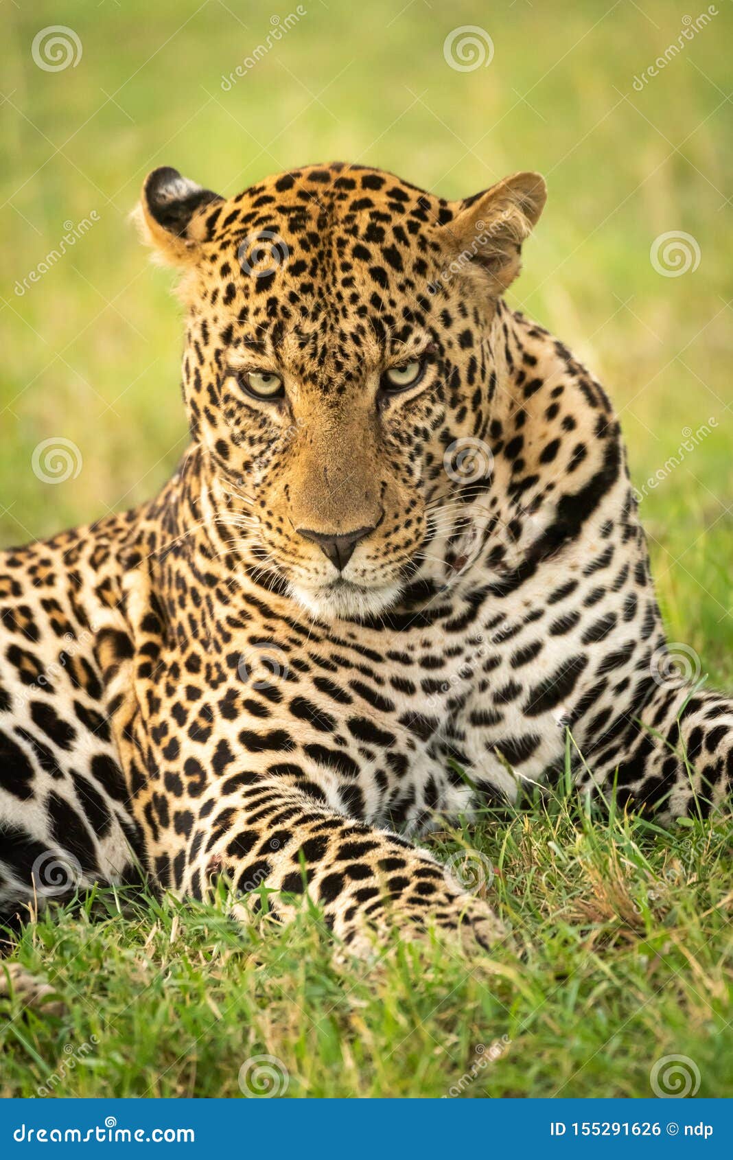 Close-up of Male Leopard Lying Staring Down Stock Photo - Image of ...