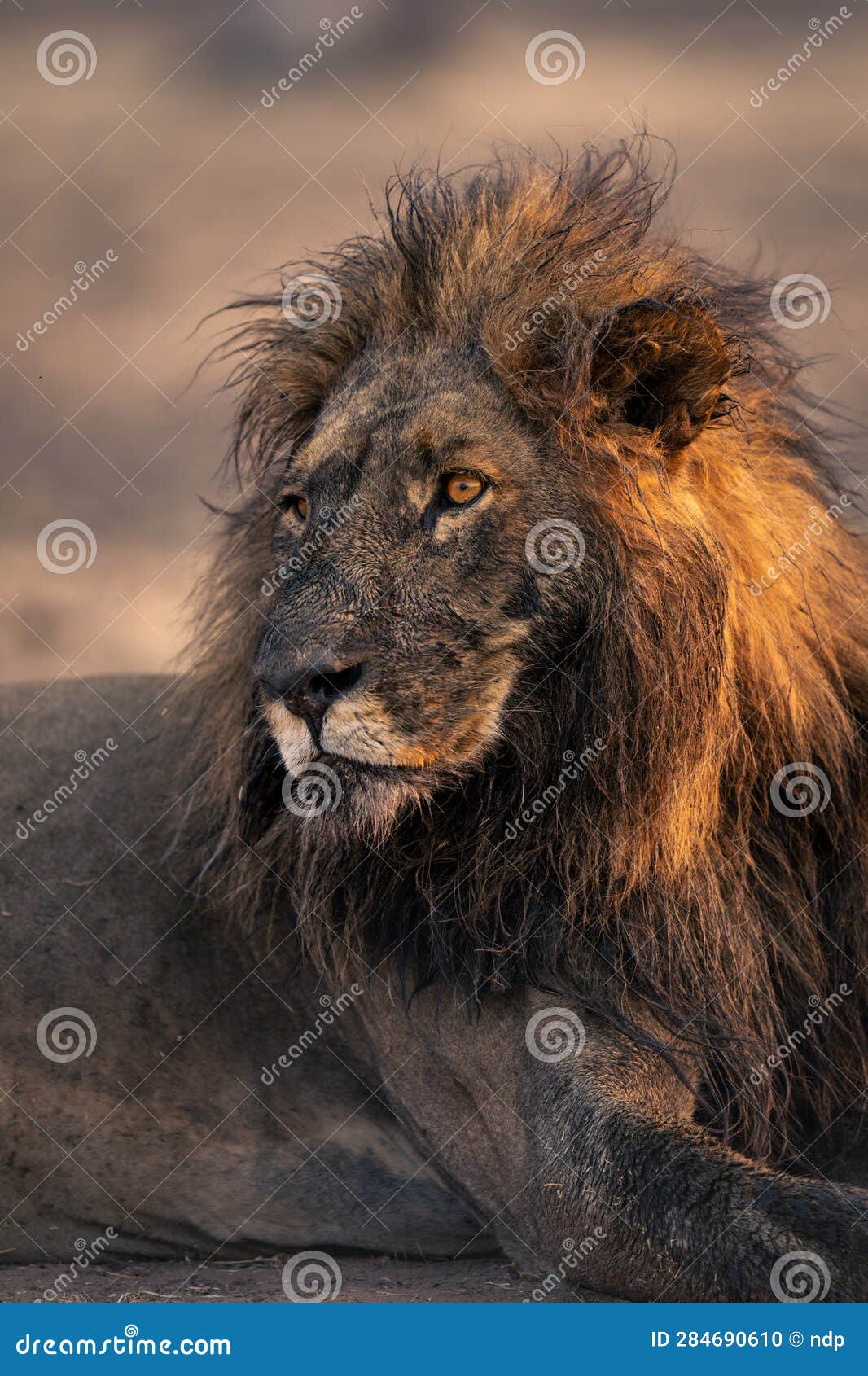 Close-up of Male Lion Covered in Mud Stock Photo - Image of travel ...