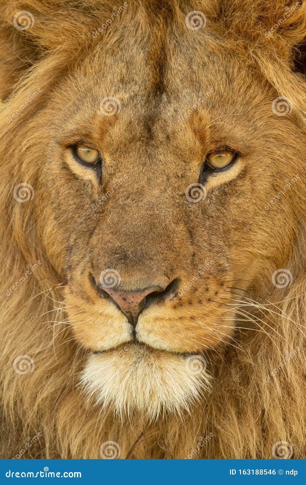Close-up of Male Lion Face Turning Left Stock Photo - Image of ...