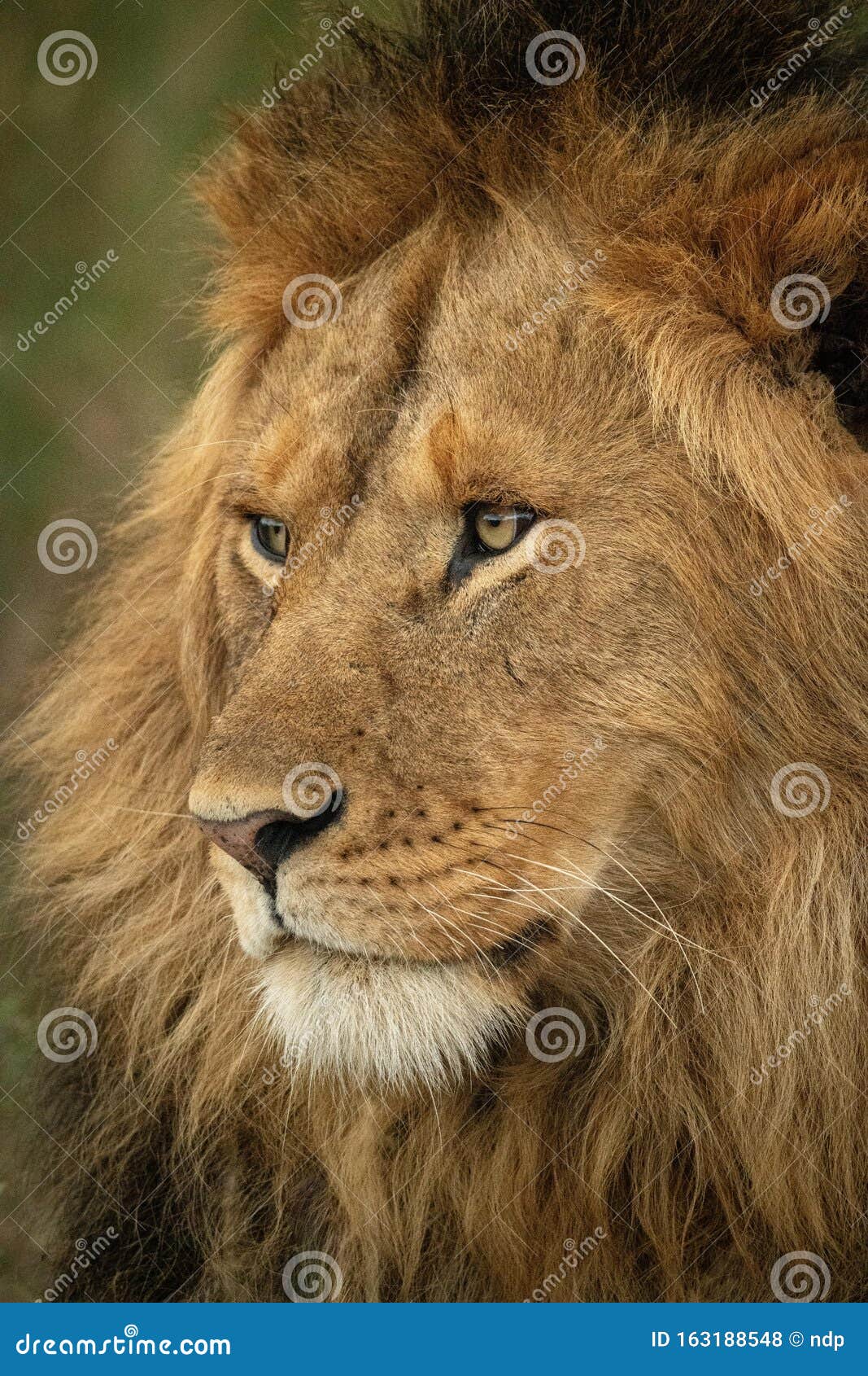 Close-up of Male Lion Head Facing Left Stock Photo - Image of grassland ...