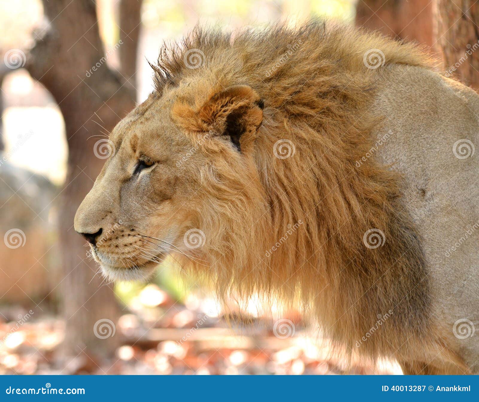 Close up of male lion head stock image. Image of white - 40013287