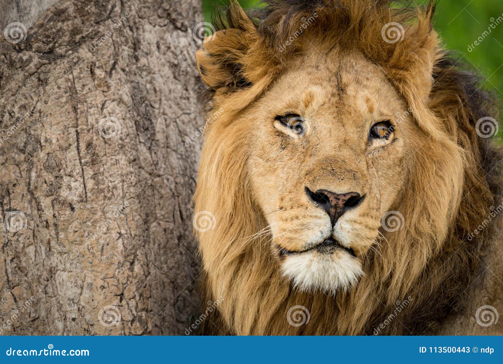 Close-up of Male Lion Head beside Tree Stock Image - Image of mammal ...