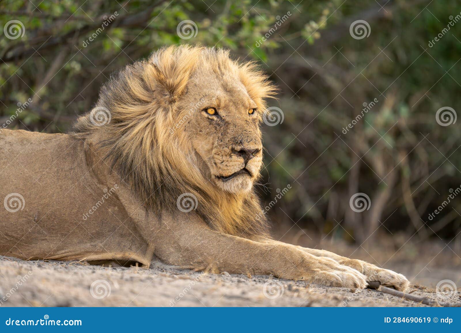 Close-up of Male Lion Lying on Beach Stock Image - Image of landscape ...