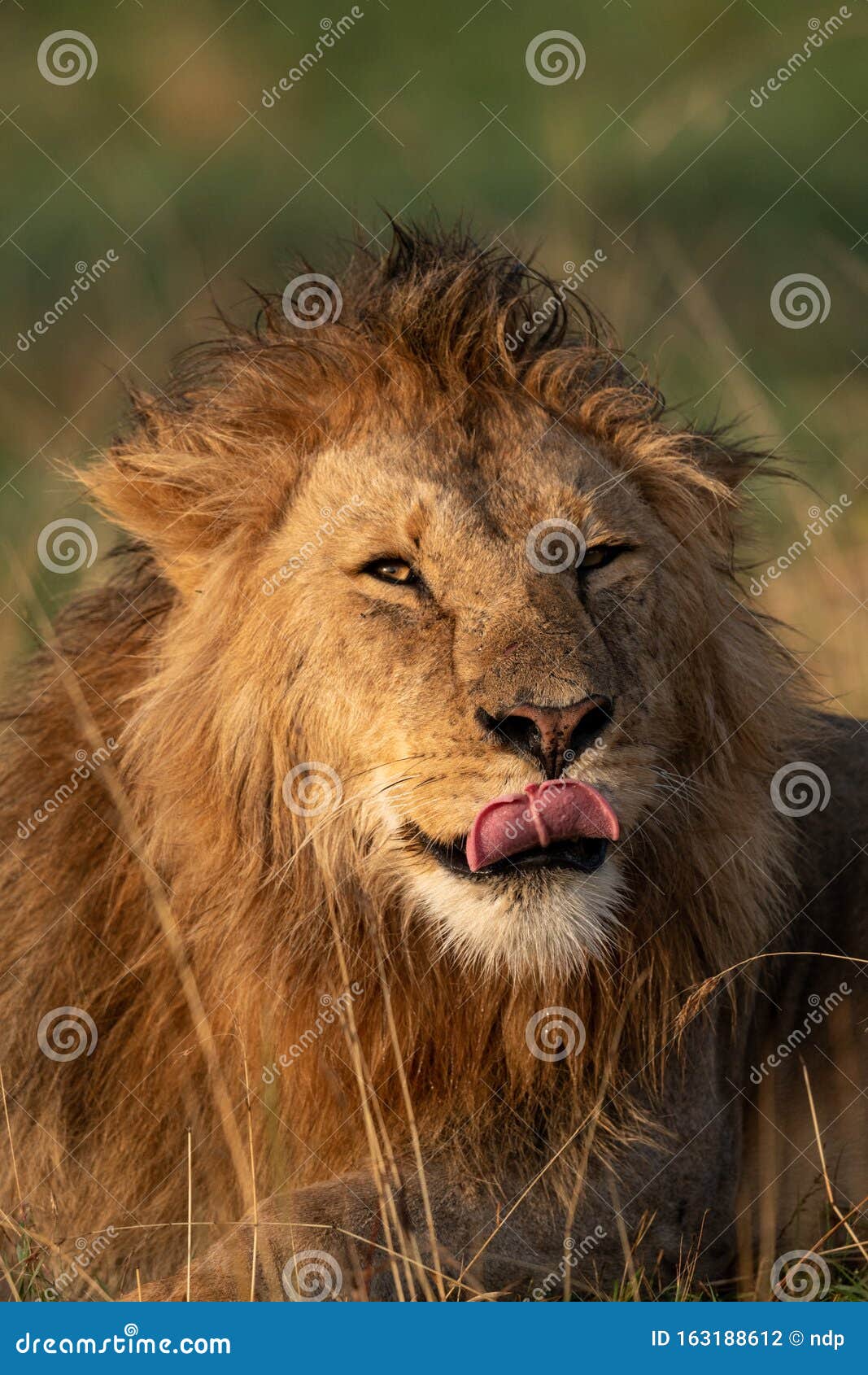 Close-up of Male Lion Lying Licking Lips Stock Photo - Image of ...