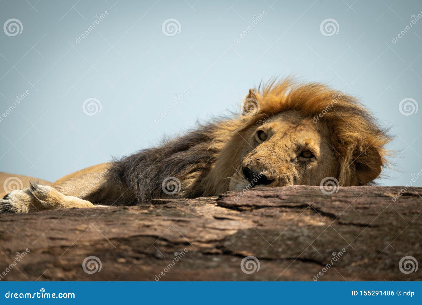 Close-up of Male Lion Lying on Rock Stock Photo - Image of nature ...