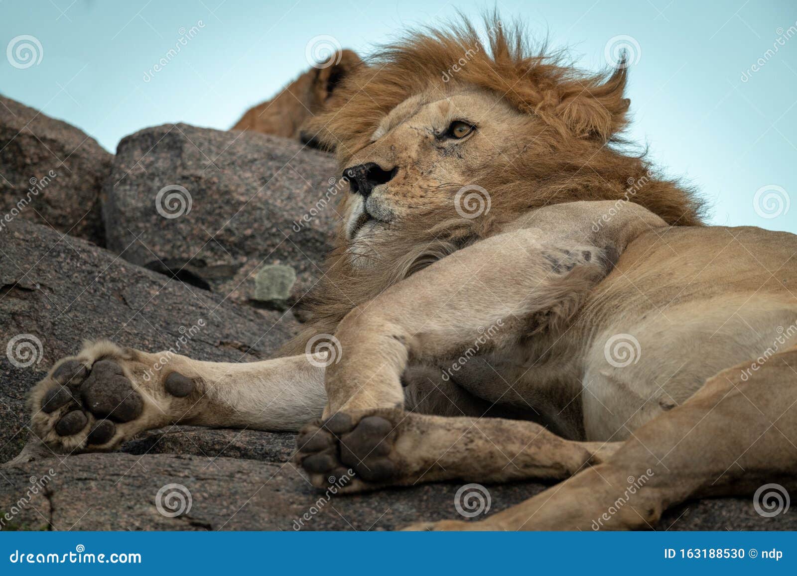 Close-up of Male Lion Lying on Rocks Stock Photo - Image of grassland ...