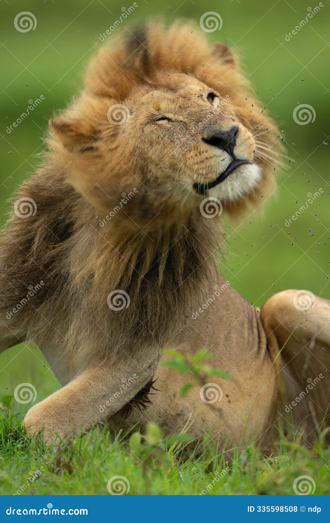 Close-up of Male Lion Sitting Shaking Head Stock Photo - Image of camp ...
