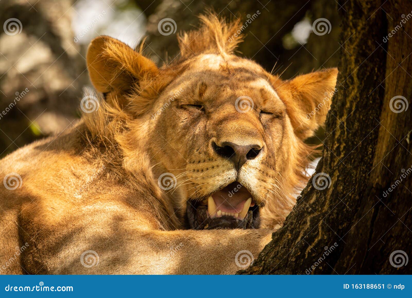 Close-up of Male Lion Sleeping on Branch Stock Image - Image of close ...