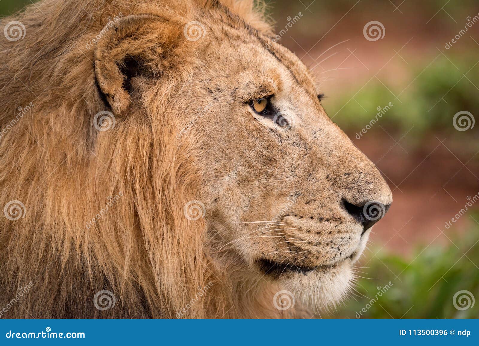 Close-up of Male Lion Staring in Profile Stock Photo - Image of plain ...