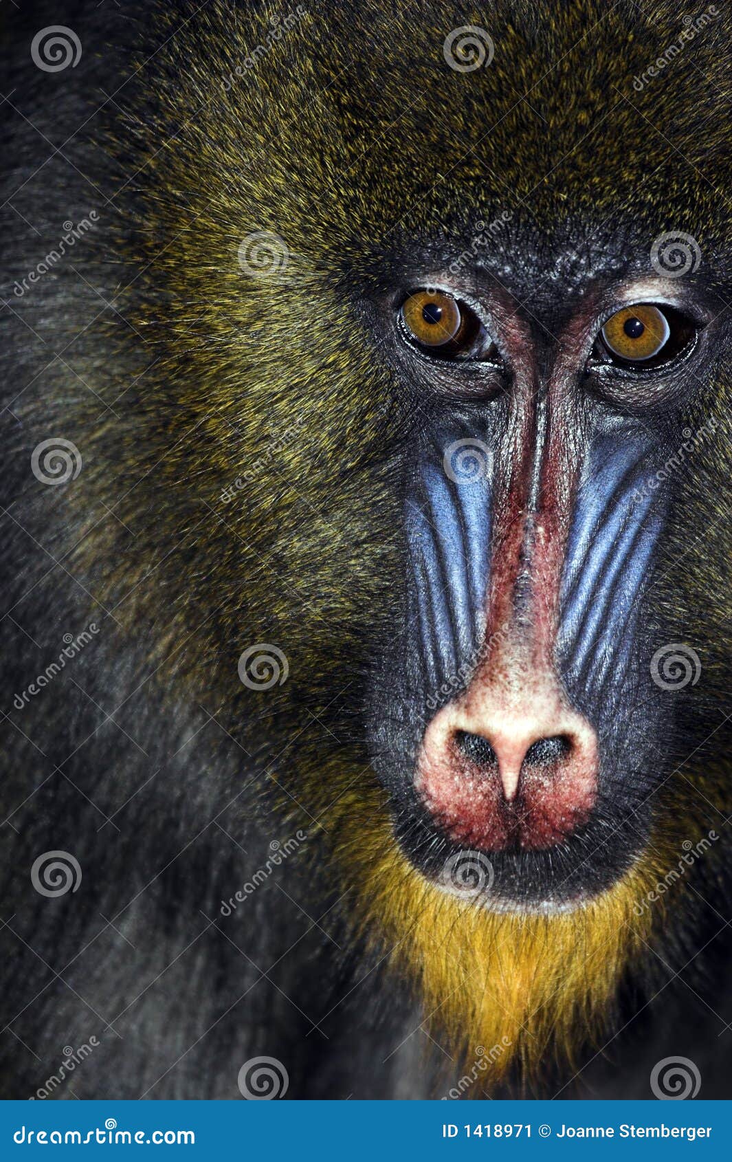 Close up of male Mandrill stock image. Image of whiskers - 1418971