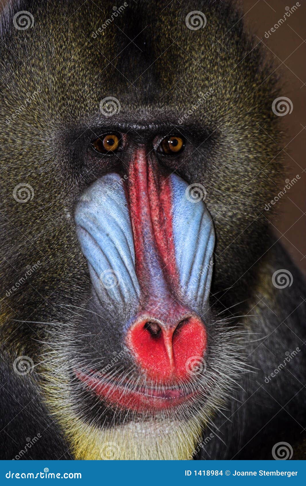 Male Mandrill With Red And Blue Face Markings Royalty-Free Stock ...