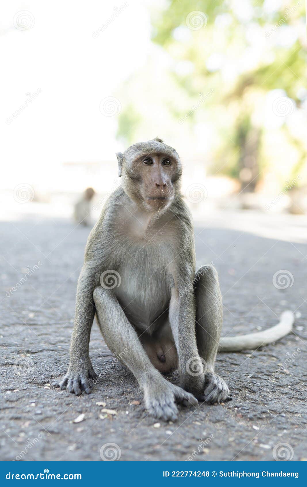 Close-up of Male Male Monkey Waiting To Be Fed Stock Photo - Image of ...