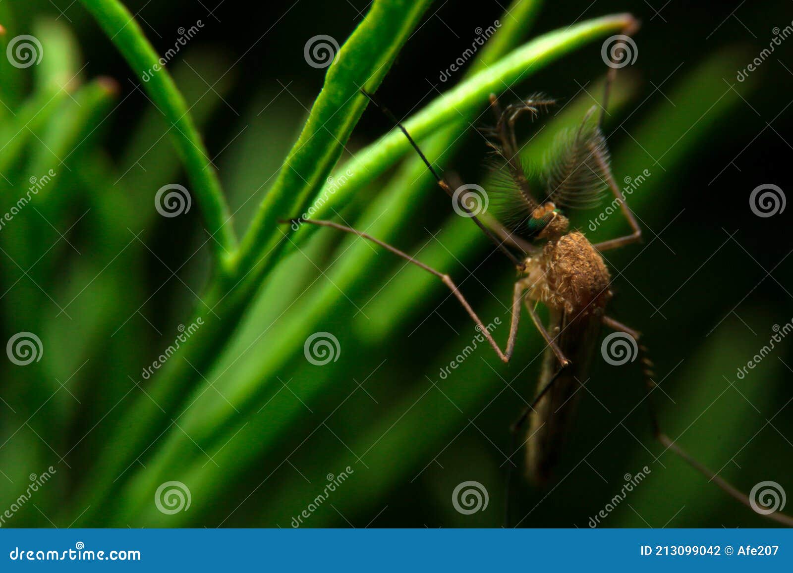Close-up Male Mosquito on Green Leaf, Night Time Stock Photo - Image of ...