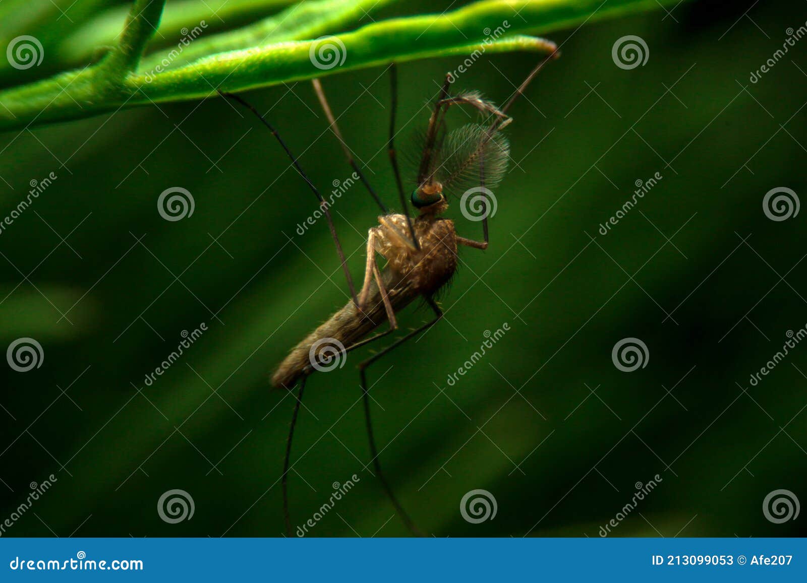Close-up Male Mosquito on Green Leaf, Night Time Stock Image - Image of ...