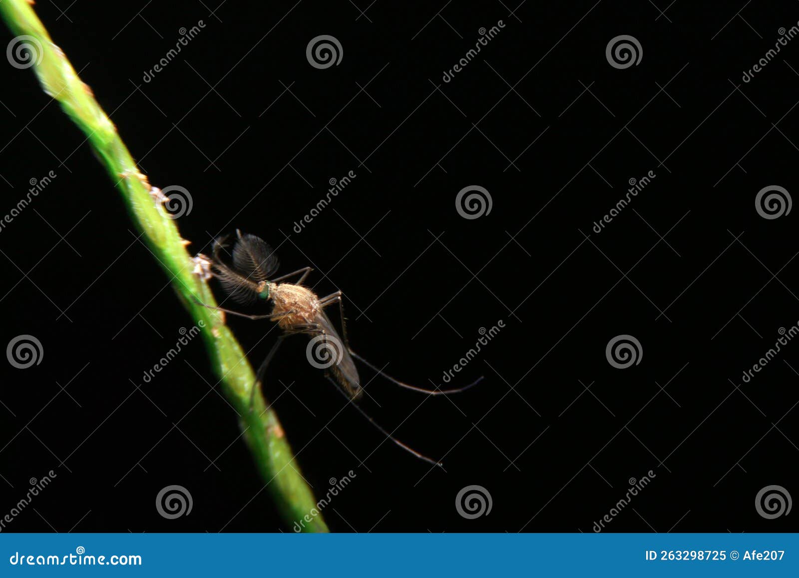 Close-up Male Mosquito on Green Leaf, Night Time Stock Image - Image of ...