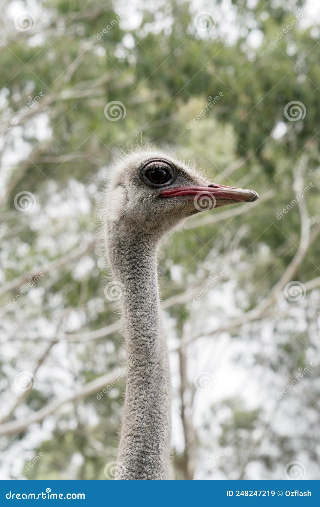 This is a Close Up of a Male Ostrich Stock Image - Image of animal ...