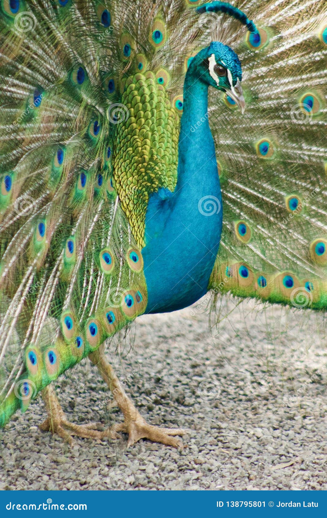 A Close Up Of A Male Peacock Showing Off His Tail Feathers Stock Image Image Of Blue Crown
